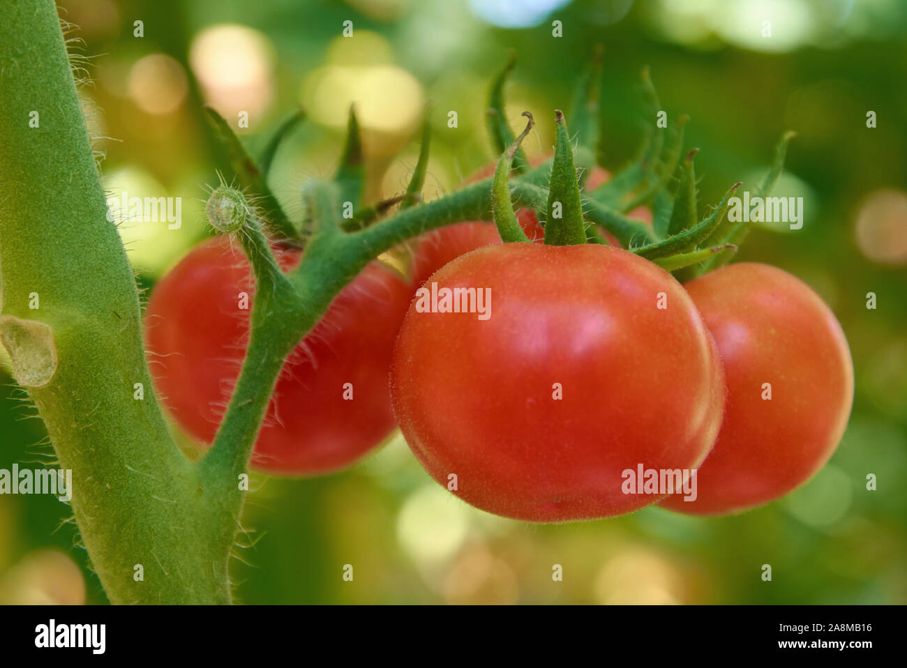 Four round red ripe tomatoes are growing on the bush Stock Photo - Alamy