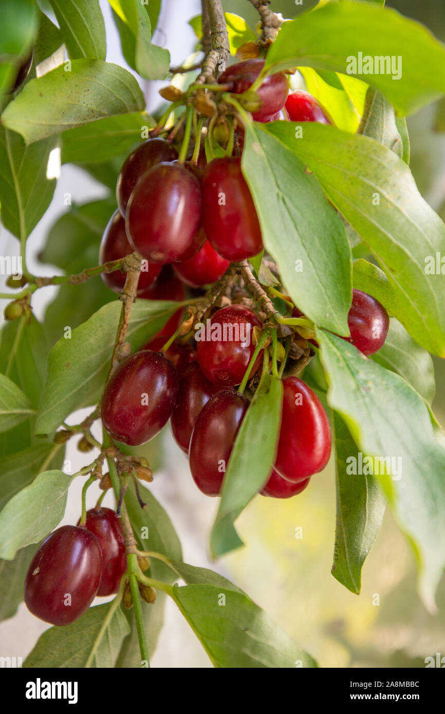 Red berry tree hi-res stock photography and images - Alamy
