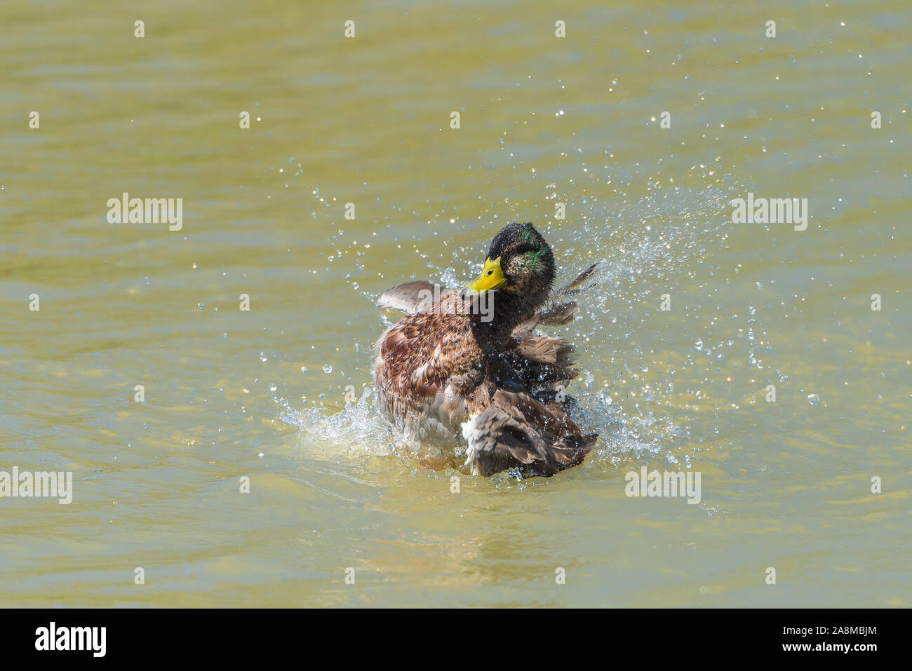 Mallard duck which comes out of the water, splashing Stock Photo - Alamy