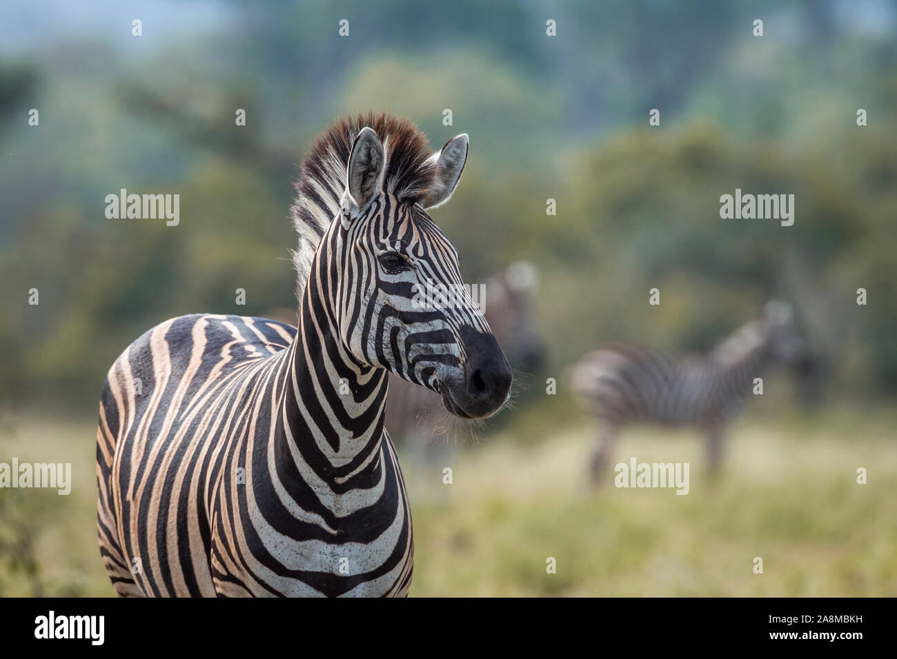 Plains zebra portrait in natural background in Kruger National park ...
