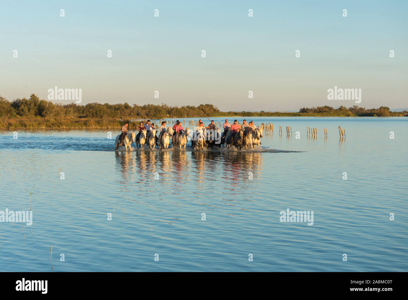 Bull galloping in the water, running bull in Camargue Stock Photo - Alamy