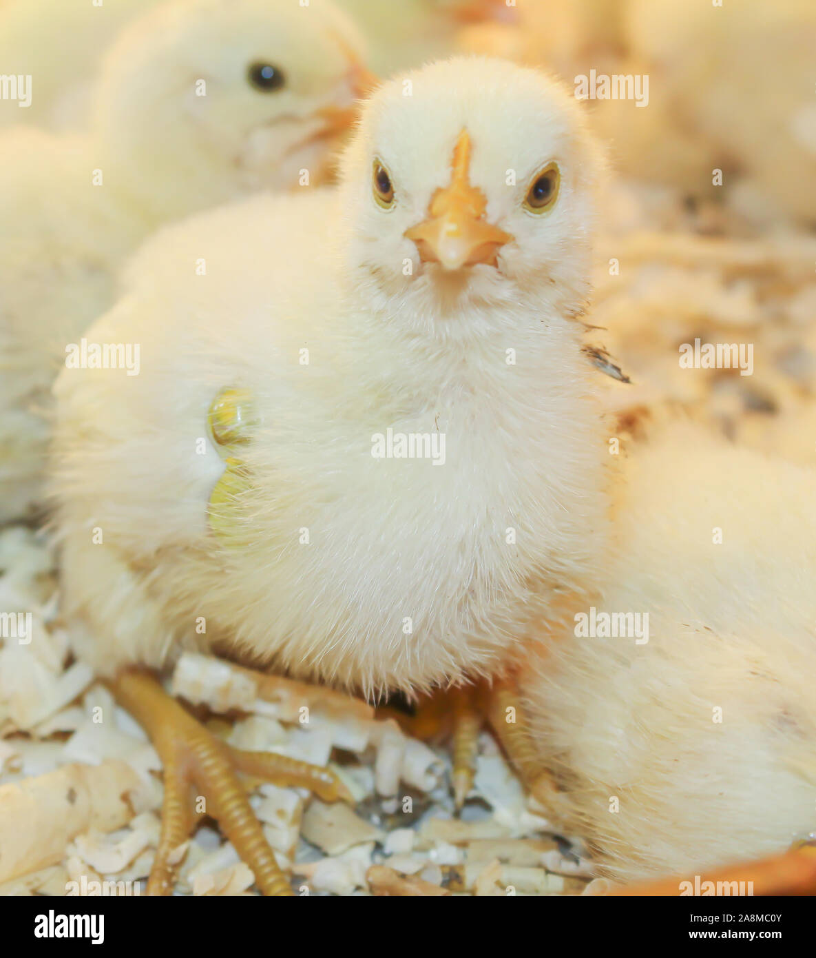 Bresse Gauloise Chicken Chick, 1 day, to 2 weeks, Bresse Küken, in ...