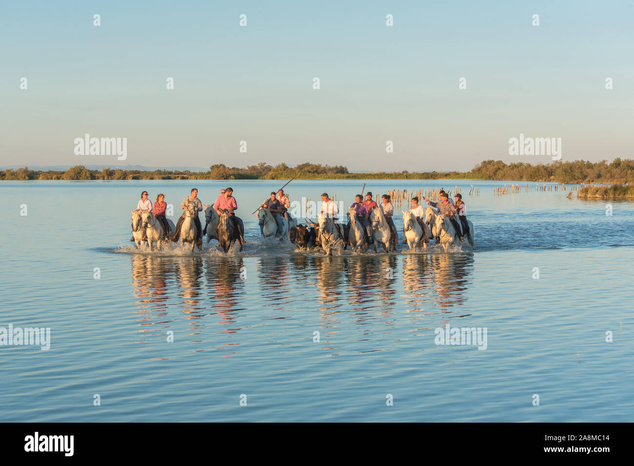 Bull galloping in the water, running bull in Camargue Stock Photo - Alamy