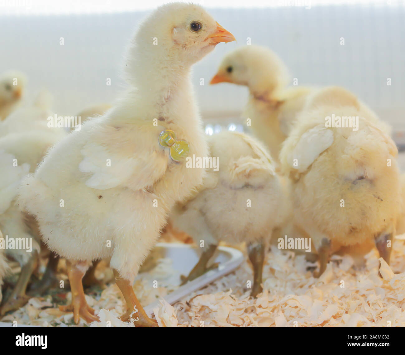 Bresse Gauloise Chicken Chick, 1 day, to 2 weeks, Bresse Küken, in ...