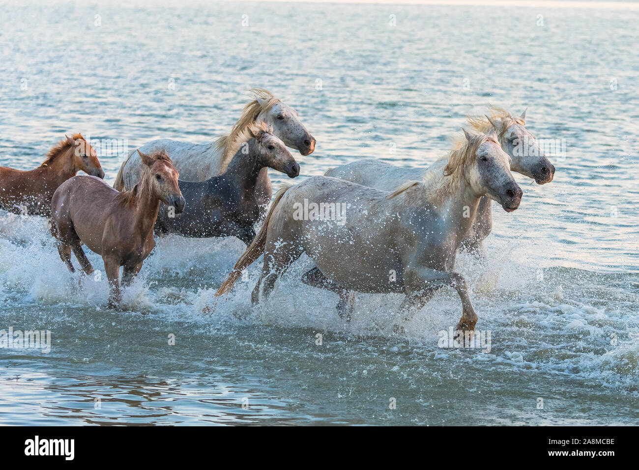 Beautiful Wild Horses Running