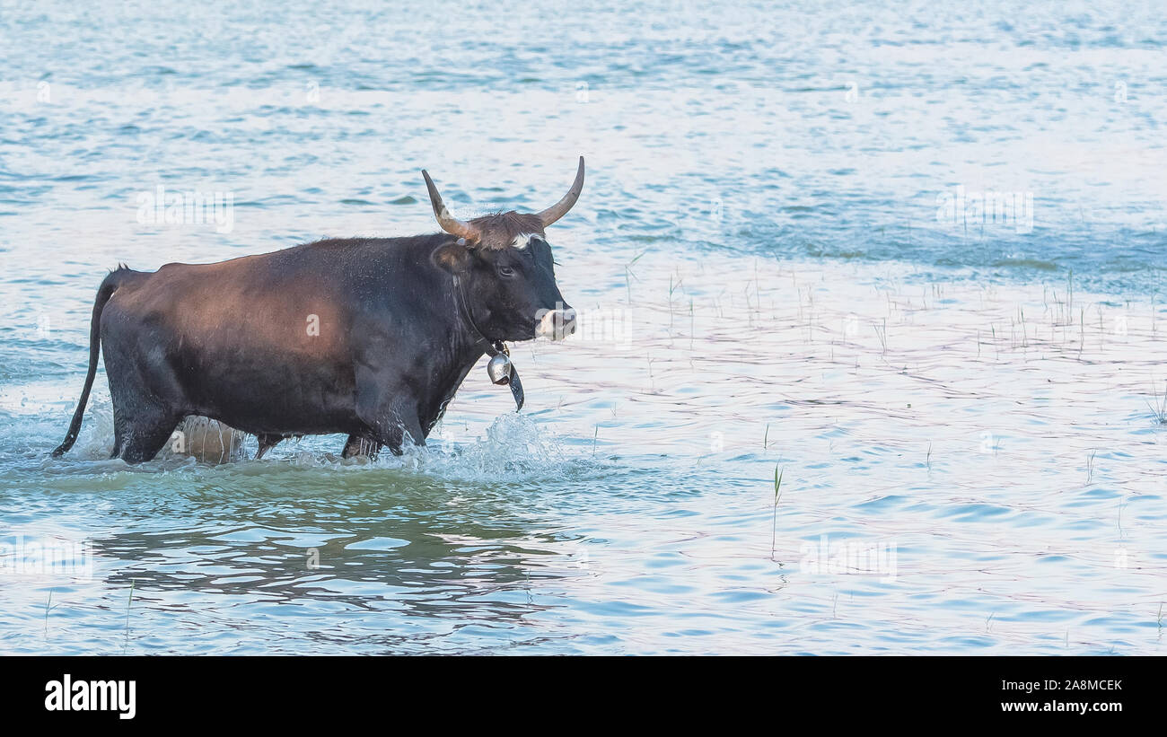 Buffalo galloping hi-res stock photography and images - Alamy