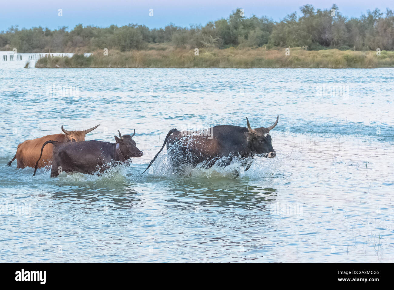 Bull galloping in the water, running bull in Camargue Stock Photo - Alamy