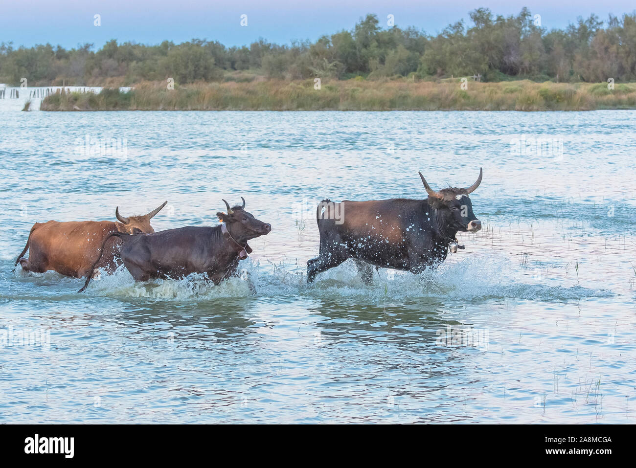 Buffalo galloping hi-res stock photography and images - Alamy