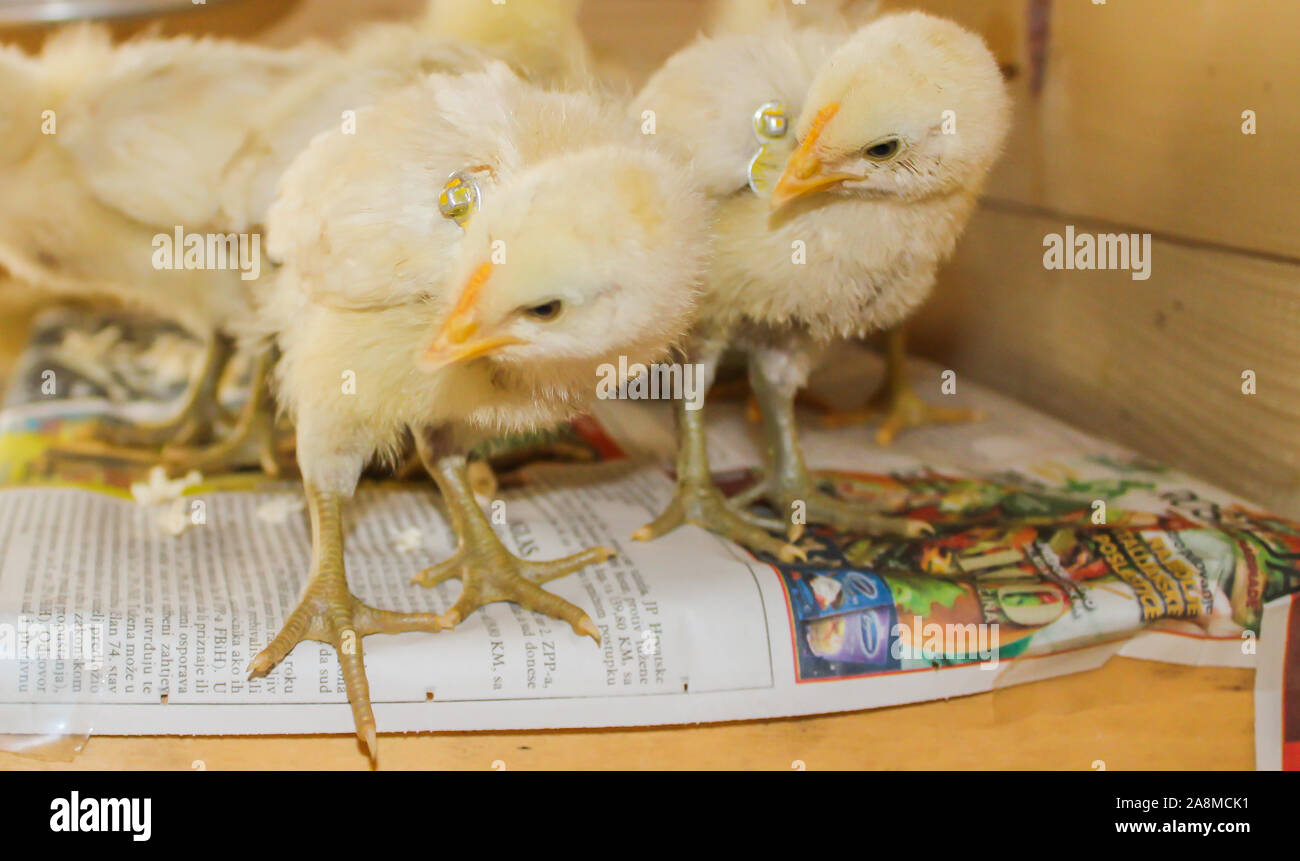 Bresse Gauloise Chicken Chick, 1 day, to 2 weeks, Bresse Küken, in ...