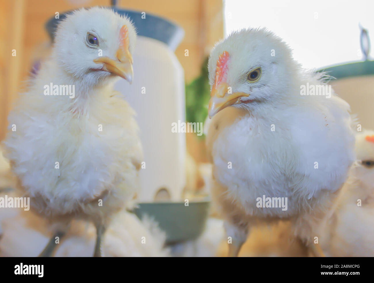 Bresse Gauloise Chicken Chick, 1 day, to 2 weeks, Bresse Küken, in ...