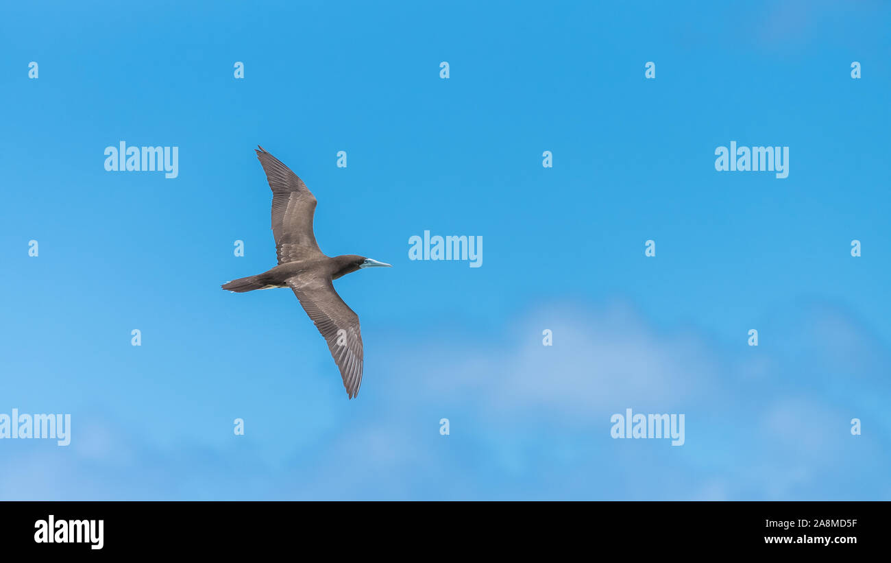 Brown booby, Sula leucogaster, juvenile, exotic bird flying, french ...