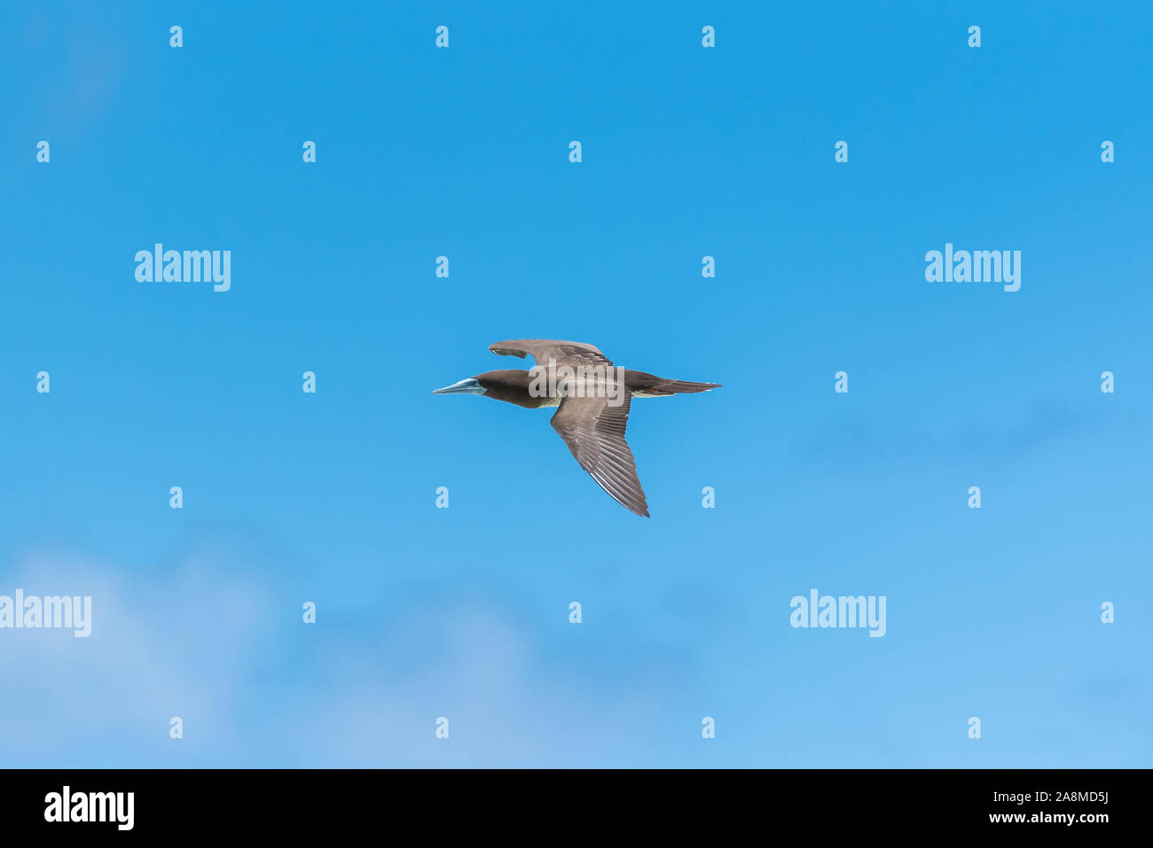 Brown booby, Sula leucogaster, juvenile, exotic bird flying, french ...
