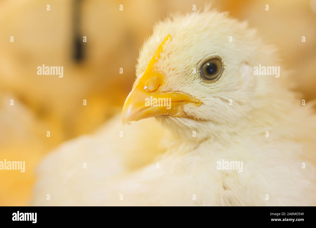 Bresse Gauloise Chicken Chick, 1 day, to 2 weeks, Bresse Küken, in ...