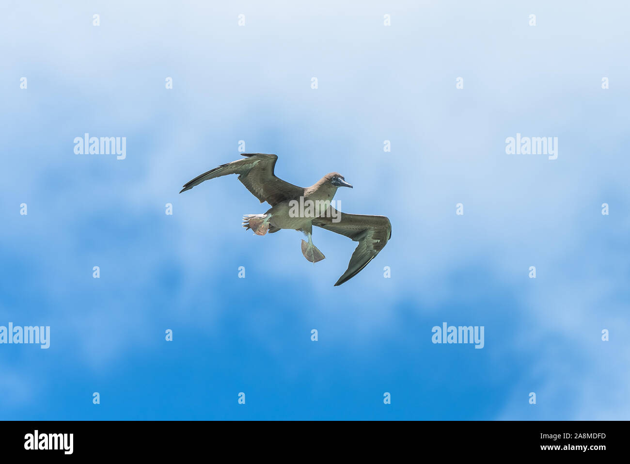 Brown booby, Sula leucogaster, juvenile, exotic bird flying, french ...