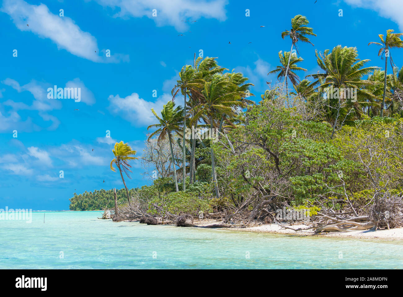 Tropical beach, lagoon with palm tree in French Polynesia, beautiful ...