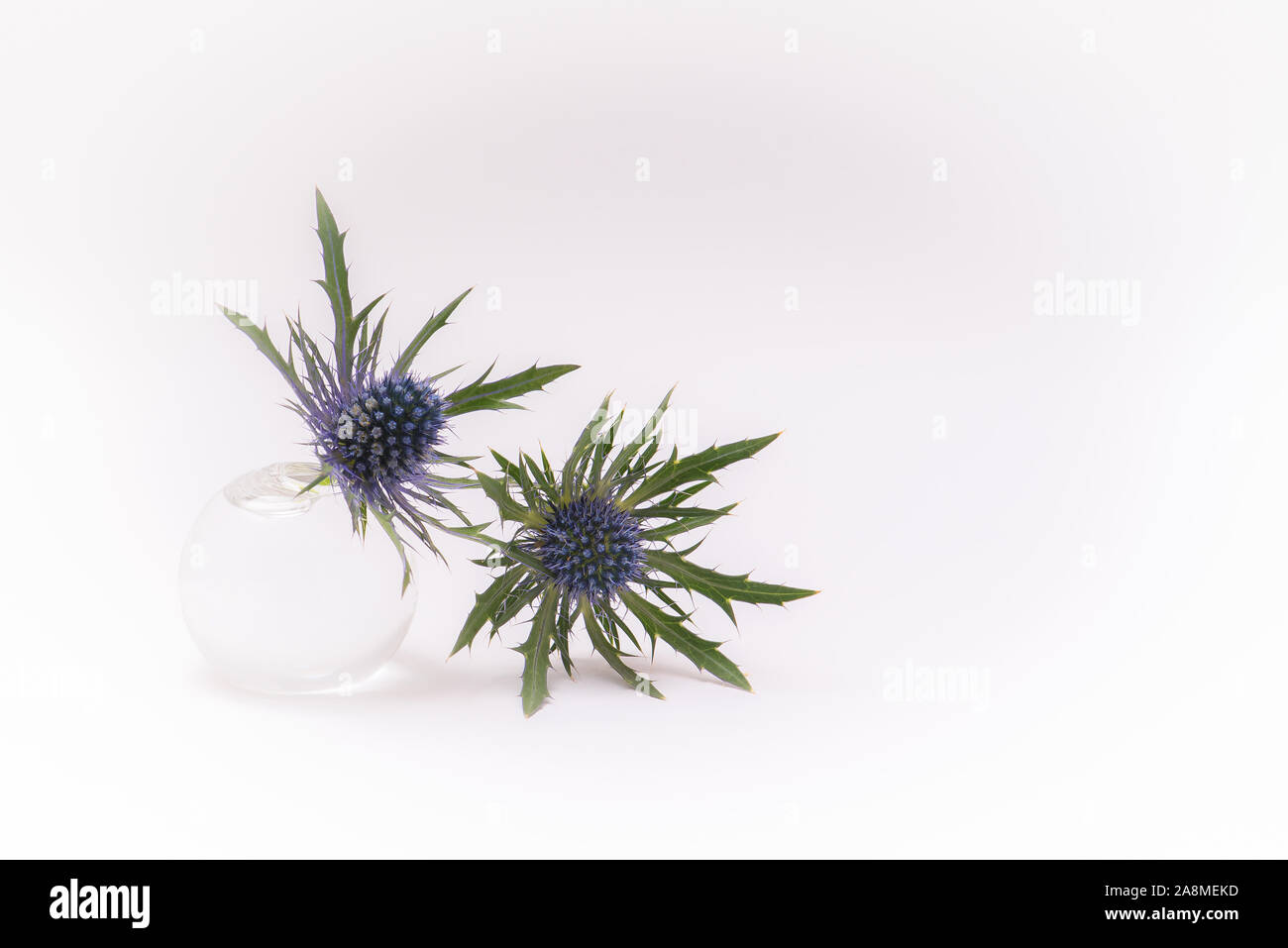 blue thistles, flowers in a small glass vase isolated on a white ...