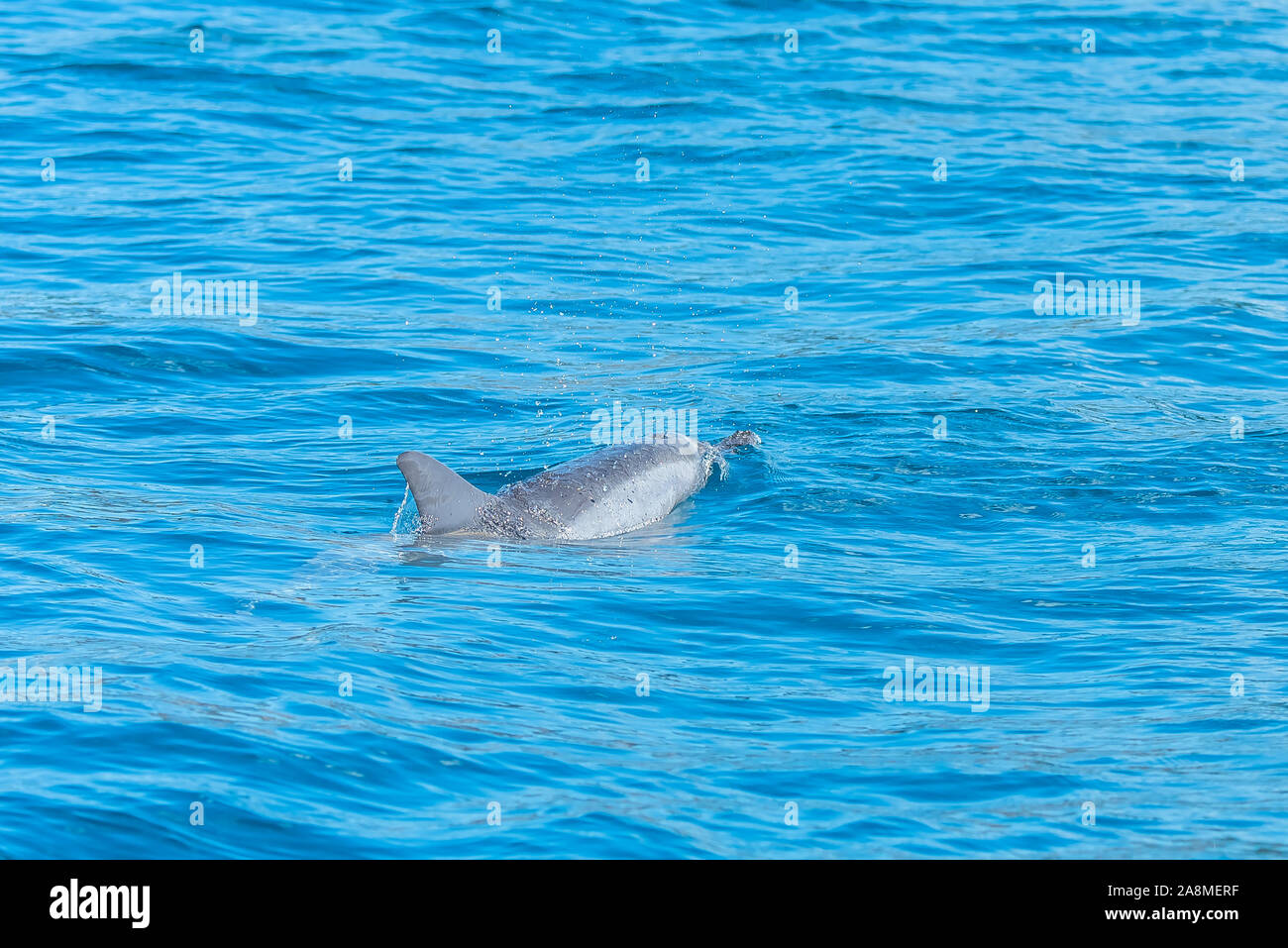 Spinner dolphin swimming in Pacific ocean Stock Photo - Alamy