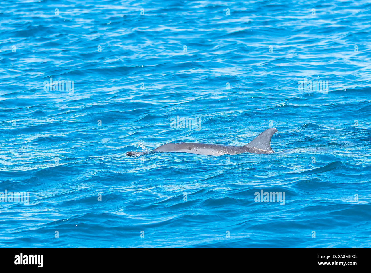 Spinner dolphin swimming in Pacific ocean Stock Photo - Alamy