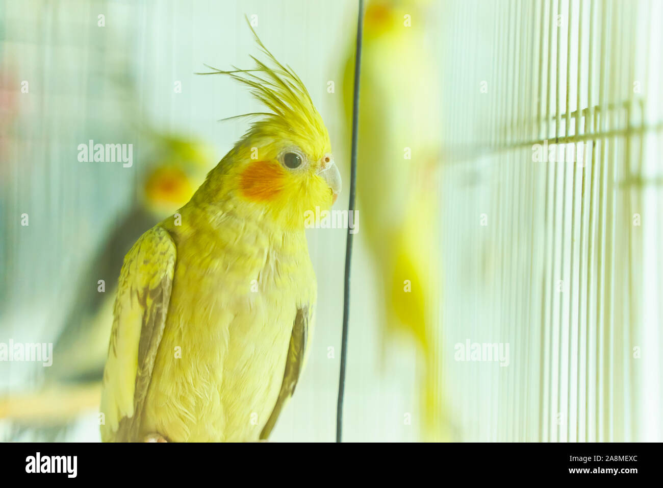 Yellow parrot Corella sitting swinging in a cage next to other birds ...