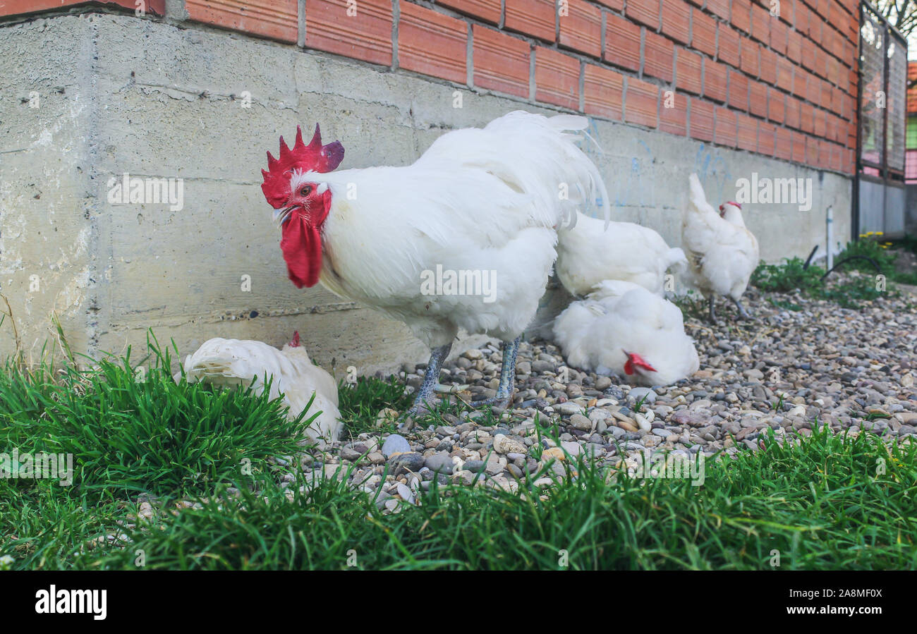 Bresse Gauloise Chicken, Huhn, in Janja Bosnia Stock Photo - Alamy