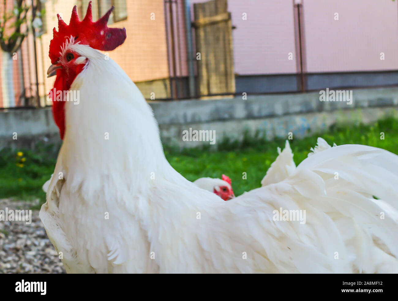 Bresse Gauloise Chicken, Huhn, in Janja Bosnia Stock Photo - Alamy