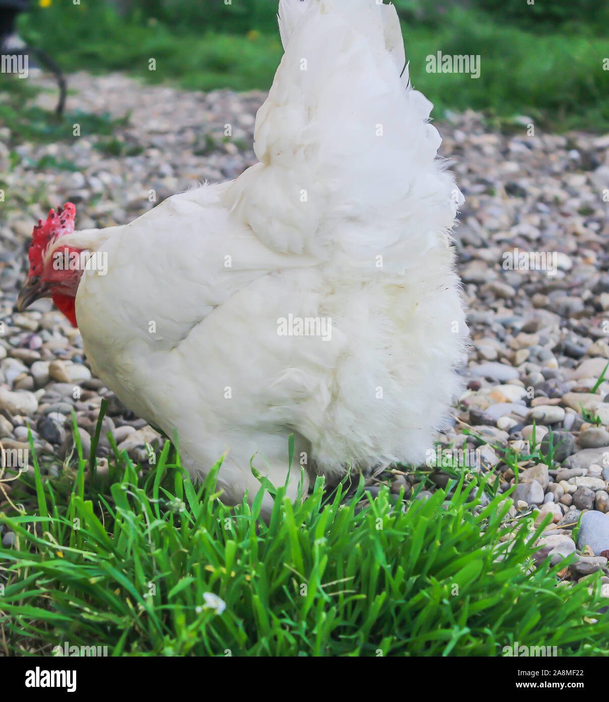 Bresse Gauloise Chicken, Huhn, in Janja Bosnia Stock Photo - Alamy