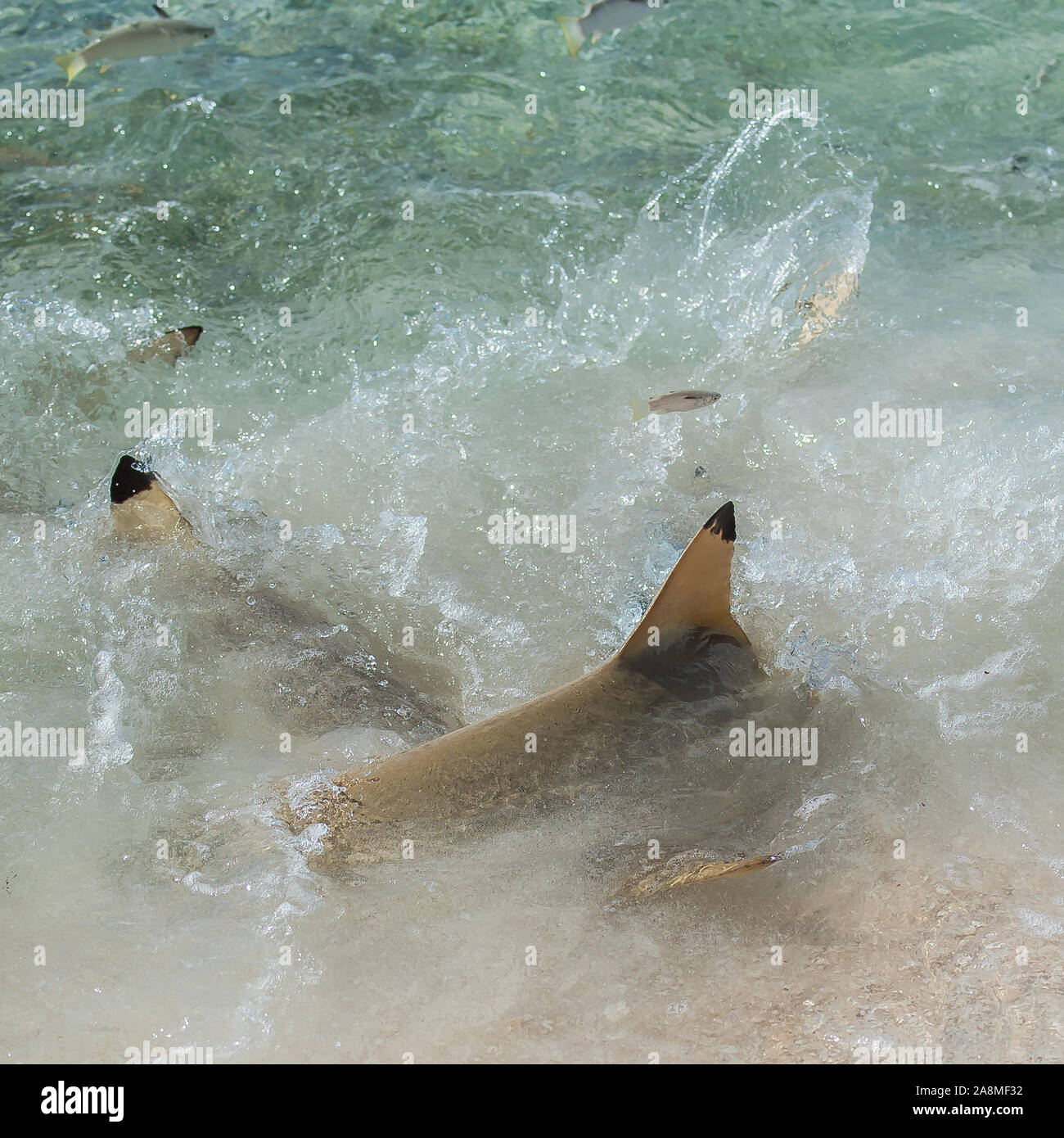 Blacktip reef sharks, two sharks with a remora fish on its back on the ...