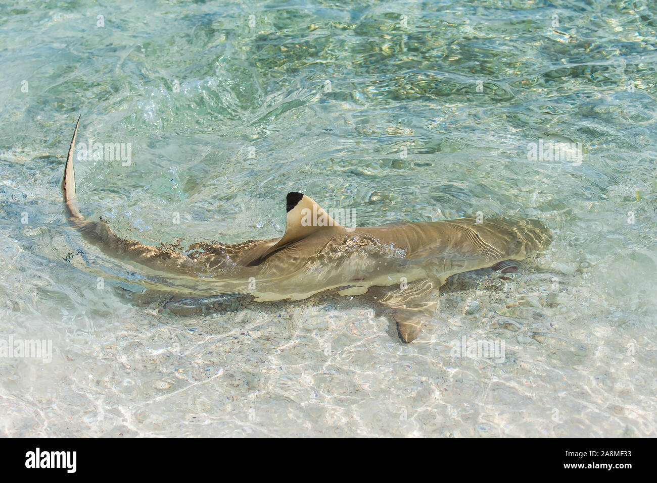 Remora fish hi-res stock photography and images - Alamy