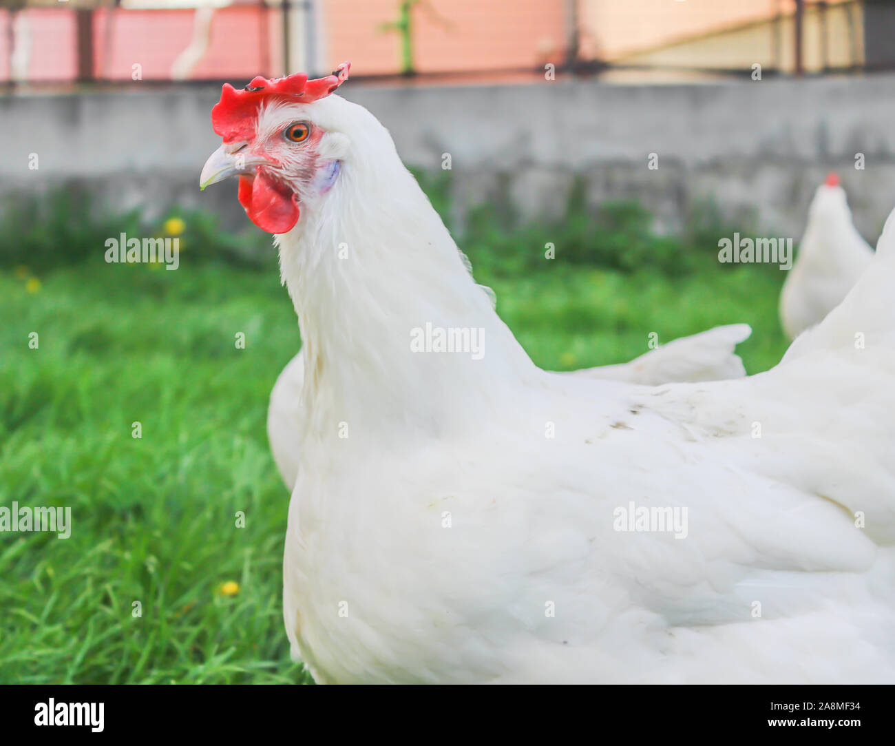 Bresse Gauloise Chicken, Huhn, in Janja Bosnia Stock Photo - Alamy