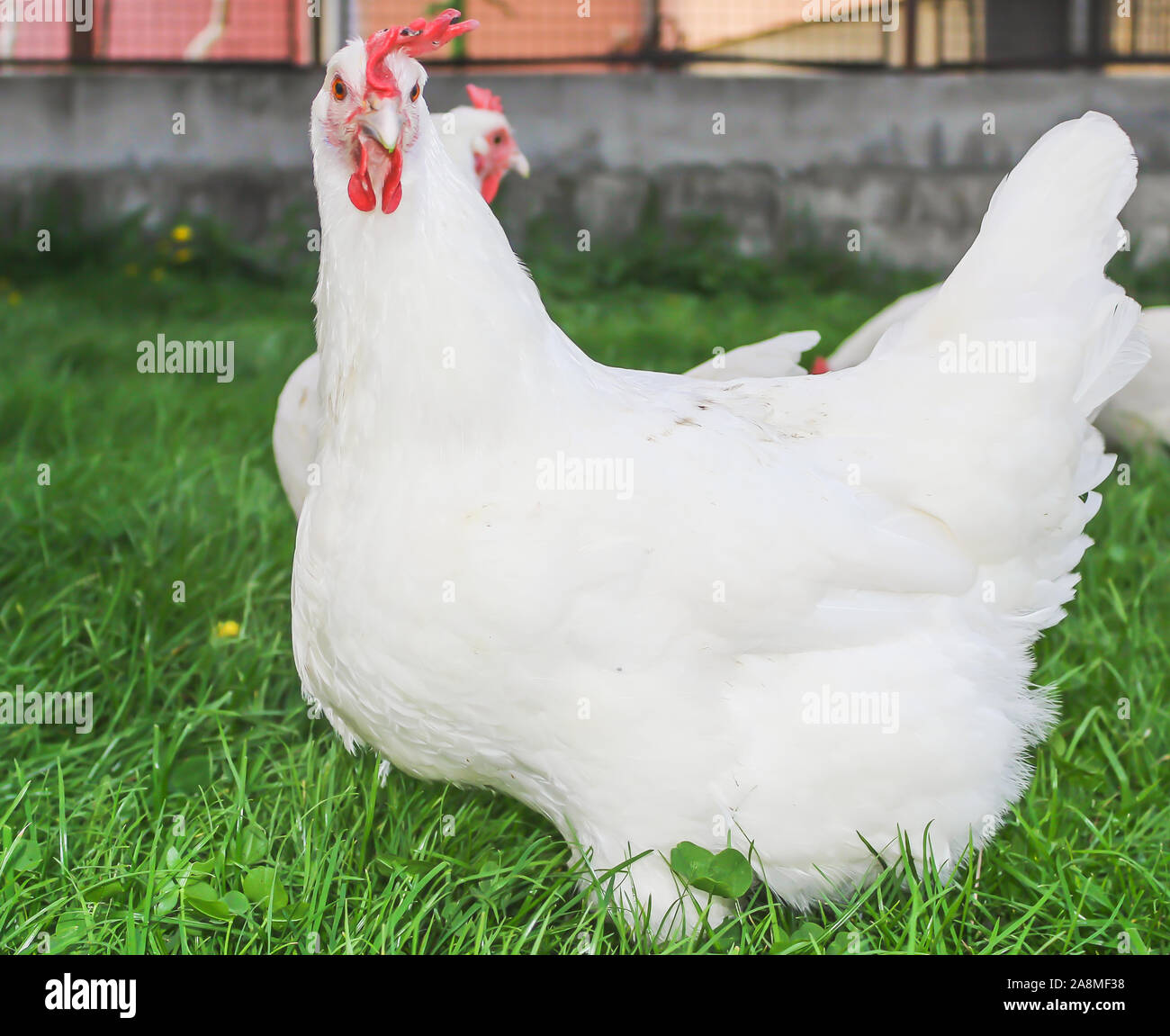 Bresse Gauloise Chicken, Huhn, in Janja Bosnia Stock Photo - Alamy
