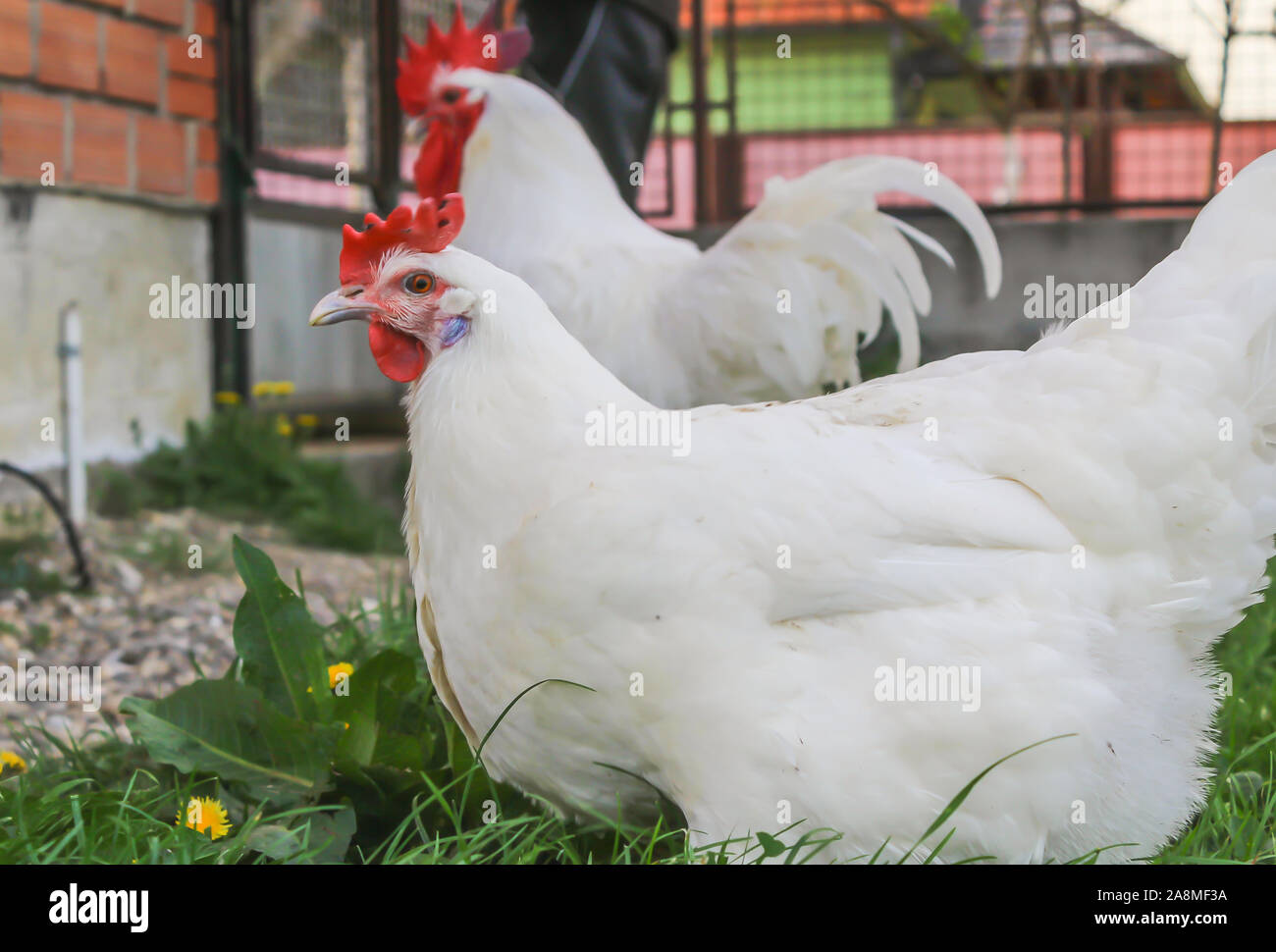 Bresse Gauloise Chicken, Huhn, in Janja Bosnia Stock Photo - Alamy
