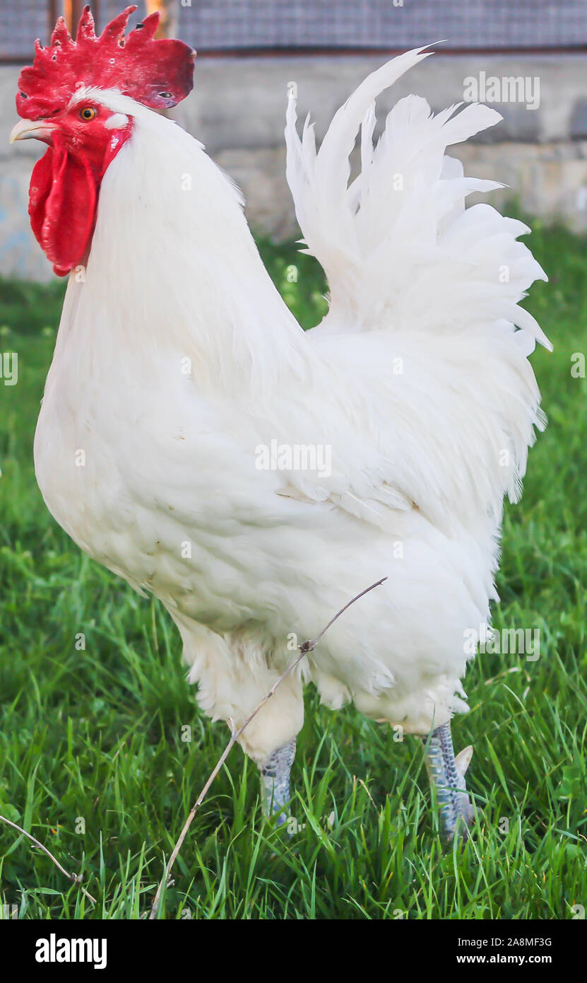 Bresse Gauloise Chicken, Hahn, in Janja Bosnia Stock Photo - Alamy