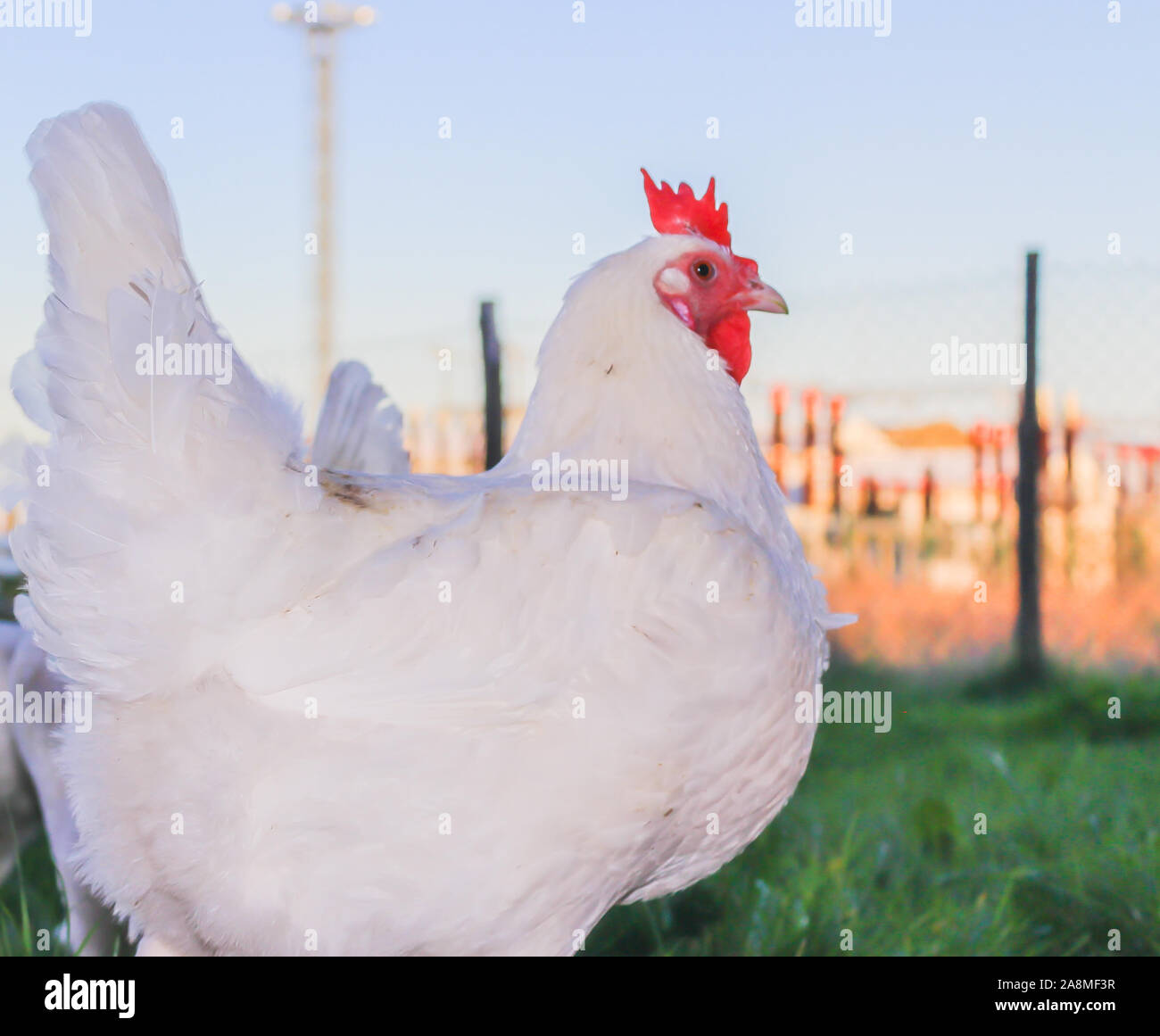 Bresse Gauloise Chicken, Huhn, in Janja Bosnia Stock Photo - Alamy