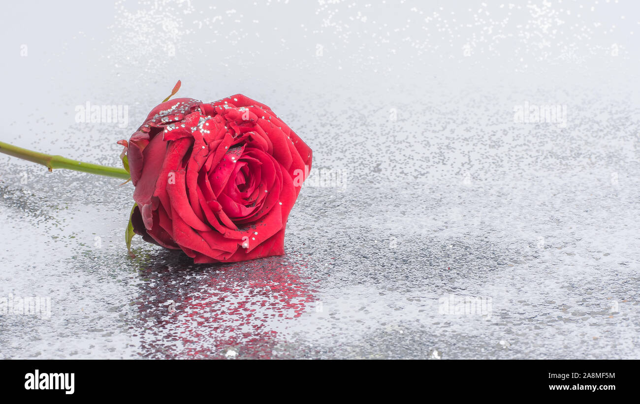 Red rose with red drops isolated on a white background with silvery ...