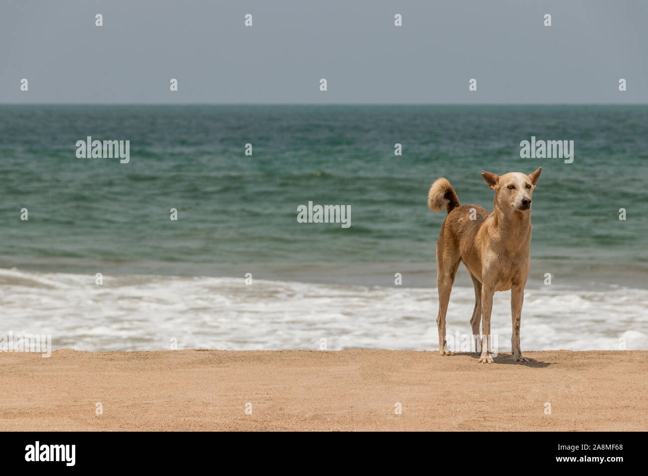 Stray, furred dog at clean Agonda Beach in Goa, India Stock Photo - Alamy