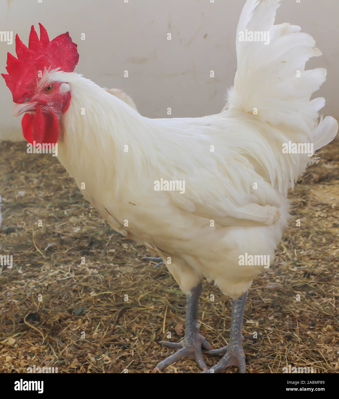 Bresse Gauloise Chicken, Rooster, Huhn, Hahn, 16 Week old, in Janja ...