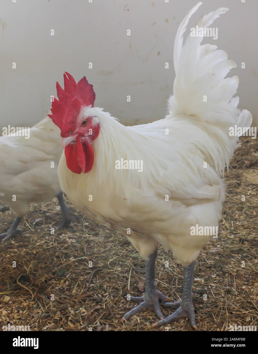 Bresse Gauloise Chicken, Rooster, Huhn, Hahn, 16 Week old, in Janja ...