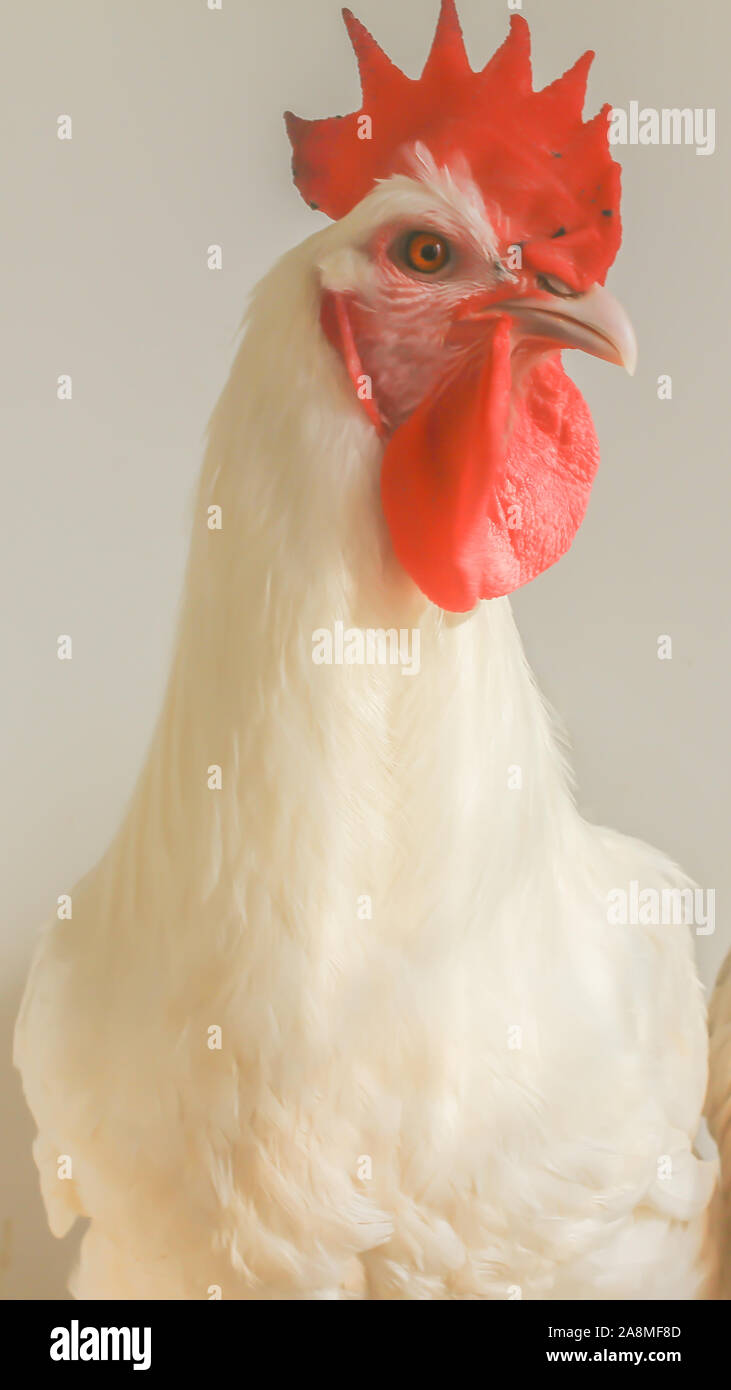 Bresse Gauloise Chicken, Rooster, Huhn, Hahn, 16 Week old, in Janja ...