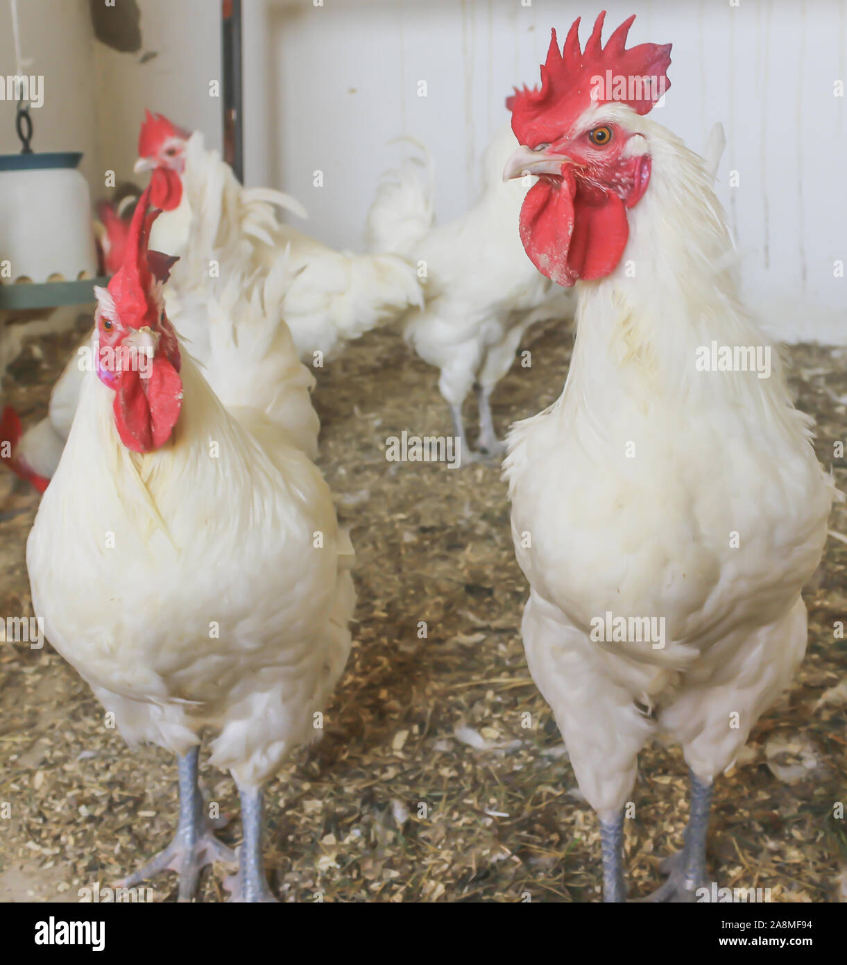 Bresse Gauloise Chicken, Rooster, Huhn, Hahn, 16 Week old, in Janja ...