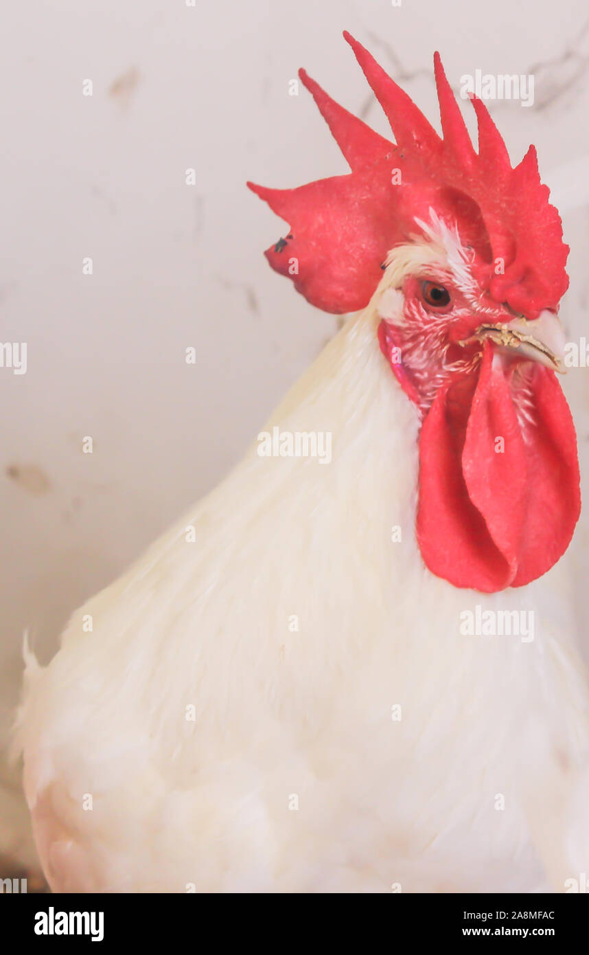 Bresse Gauloise Chicken, Rooster, Huhn, Hahn, 16 Week old, in Janja ...