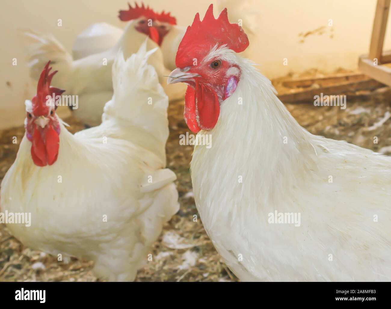 Bresse Gauloise Chicken, Rooster, Huhn, Hahn, 16 Week old, in Janja ...