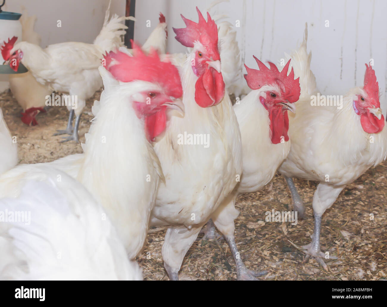 Bresse Gauloise Chicken, Rooster, Huhn, Hahn, 16 Week old, in Janja ...