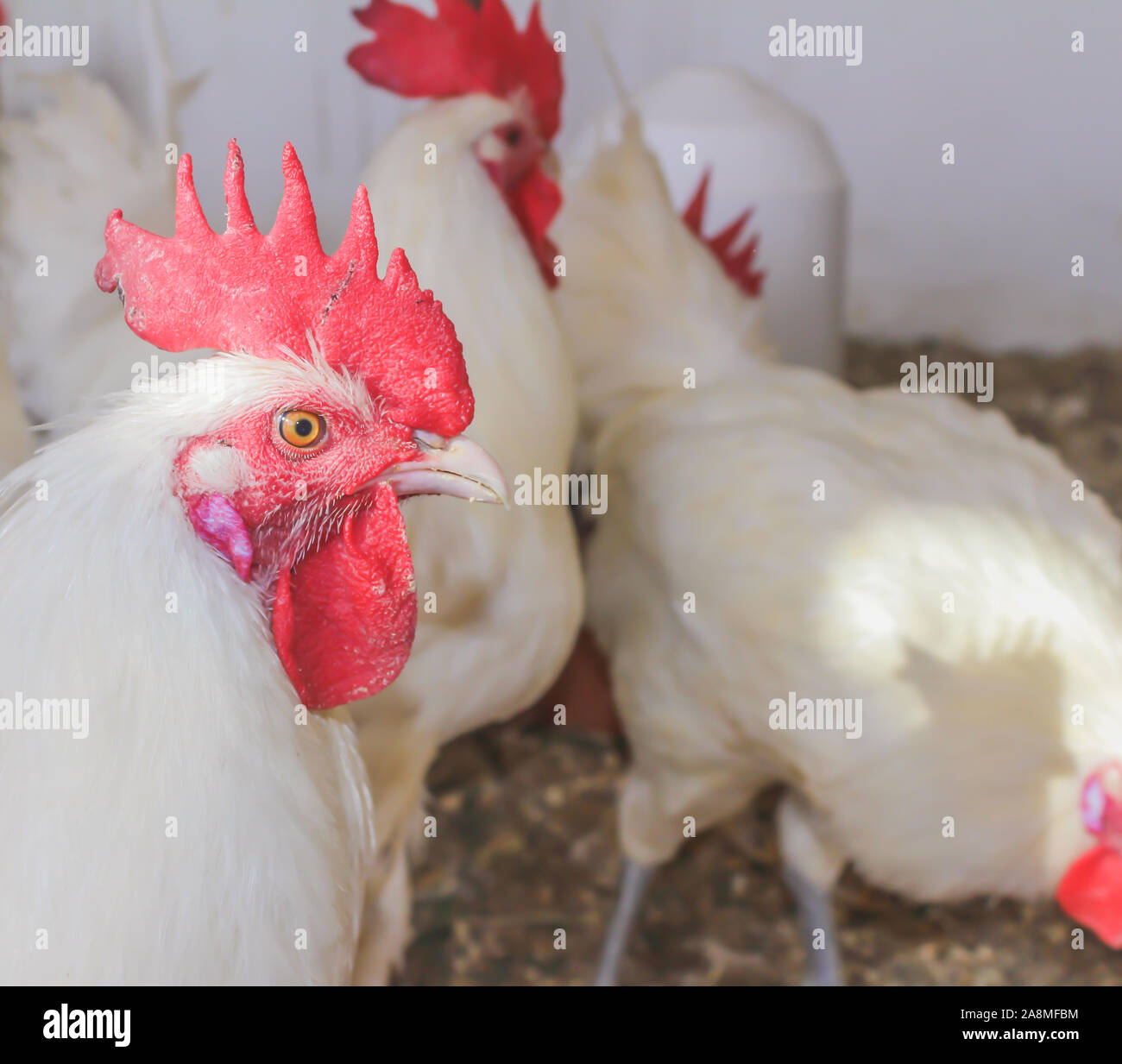 Bresse Gauloise Chicken, Rooster, Huhn, Hahn, 16 Week old, in Janja ...