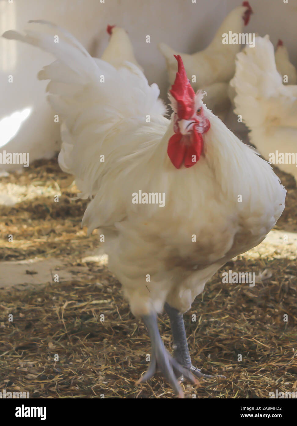 Bresse Gauloise Chicken, Rooster, Huhn, Hahn, 16 Week old, in Janja ...