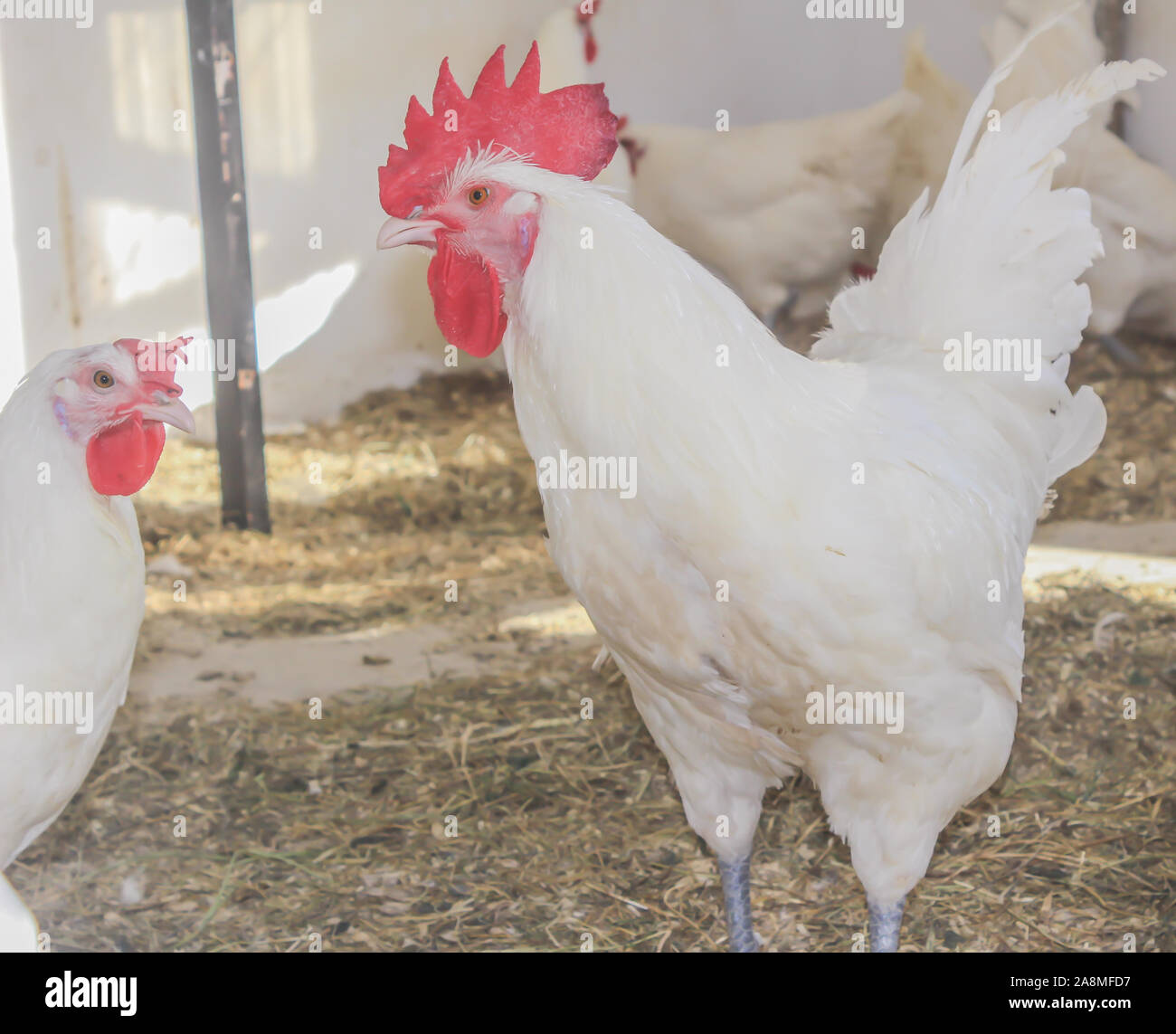 Bresse Gauloise Chicken, Rooster, Huhn, Hahn, 16 Week old, in Janja ...