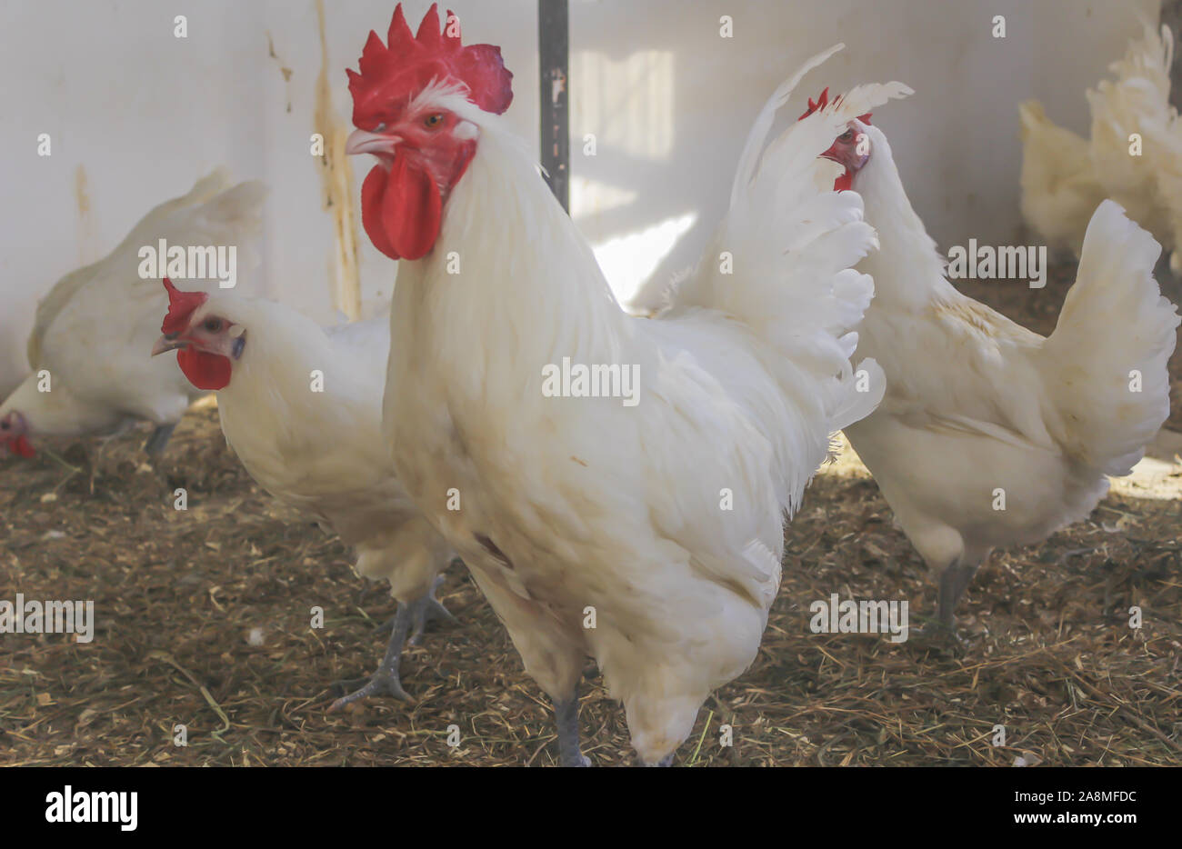 Bresse Gauloise Chicken, Rooster, Huhn, Hahn, 16 Week old, in Janja ...