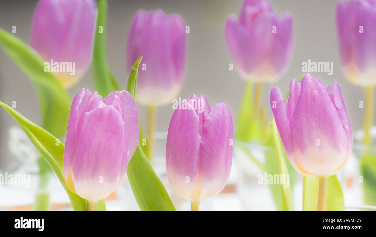 Pink and purple tulips for valentines day hi-res stock photography and ...