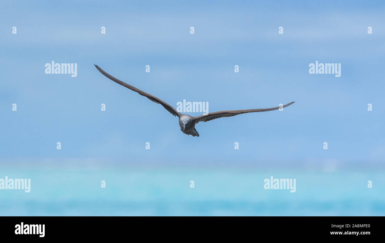 Brown Noddy, bird, Polynesia, Tetiaroa island Stock Photo - Alamy
