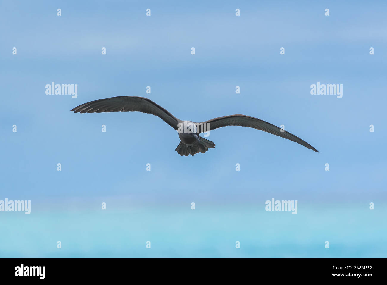 Brown Noddy, bird, Polynesia, Tetiaroa island Stock Photo - Alamy