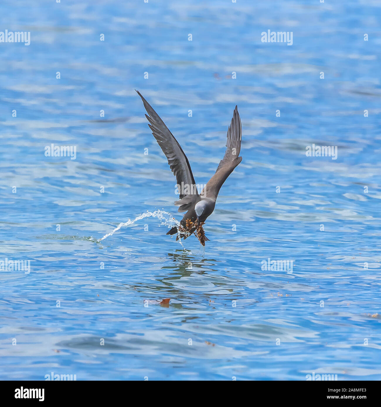 Brown Noddy, bird, Polynesia, Tetiaroa island Stock Photo - Alamy